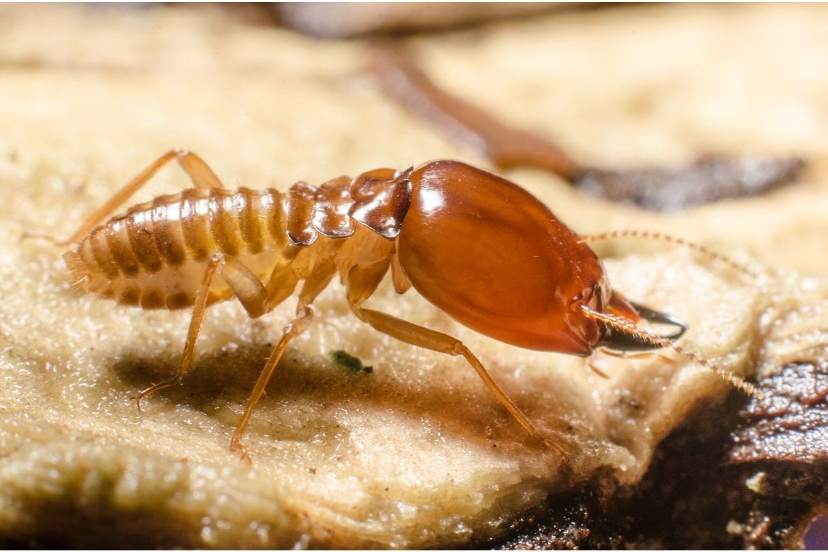 Protéger votre maison contre les termites | DNDI 31